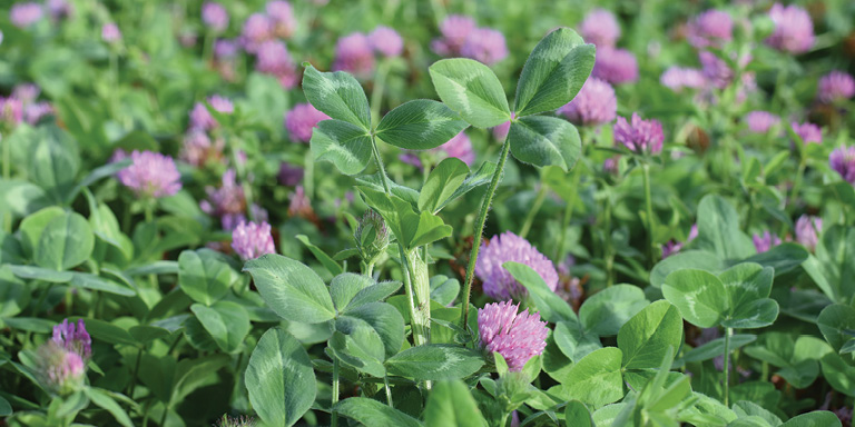 Amigain Red Clover | PGG Wrightson Seeds