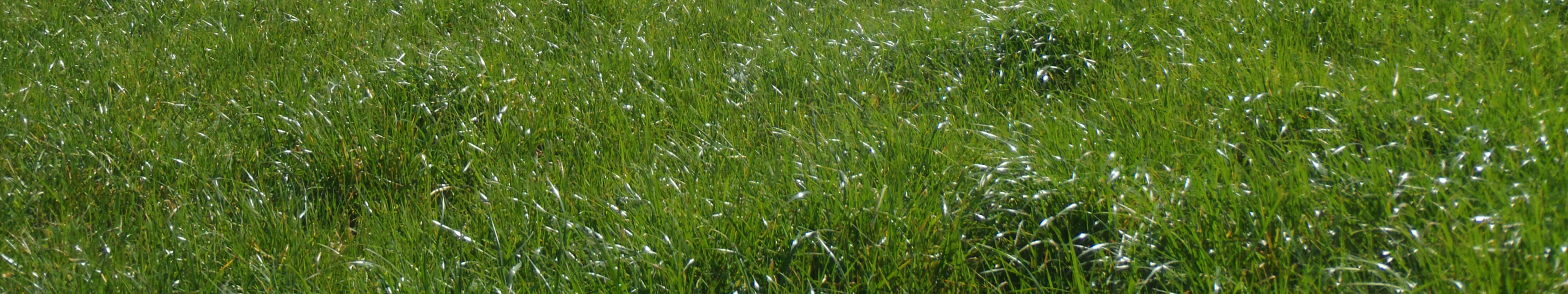 Base Tetraploid Perennial Ryegrass | PGG Wrightson Seeds | PGG ...