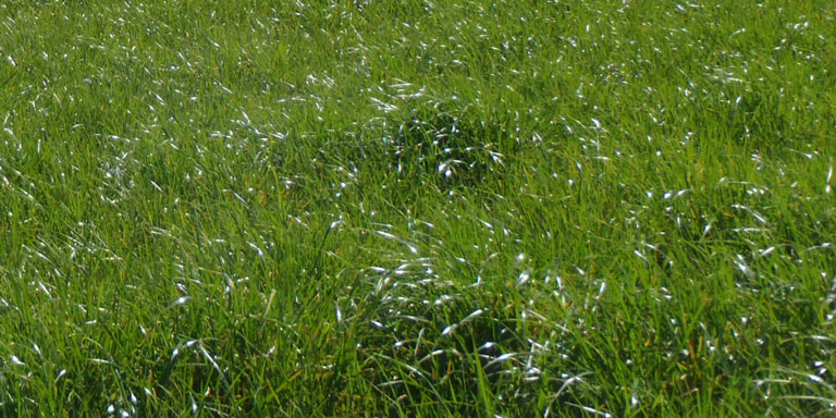 Base Tetraploid Perennial Ryegrass | PGG Wrightson Seeds | PGG ...