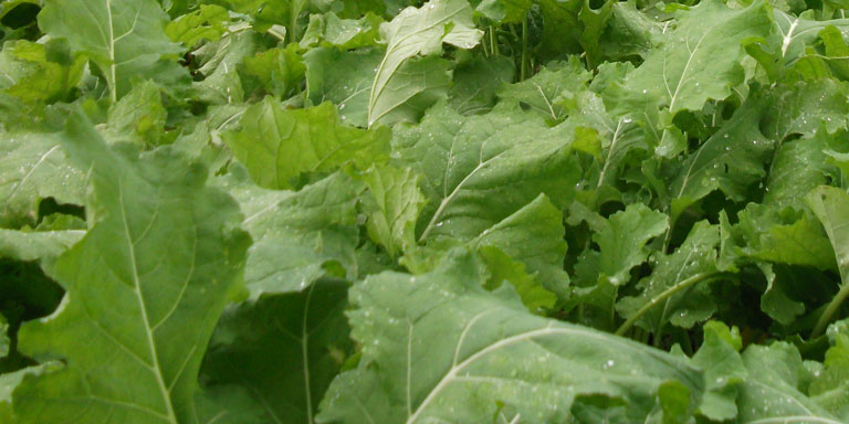 Forage rape | PGG Wrightson Seeds