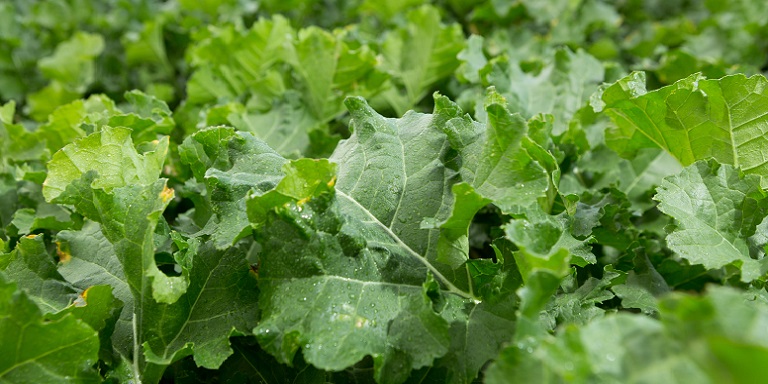 Pallaton Raphno | PGG Wrightson Seeds