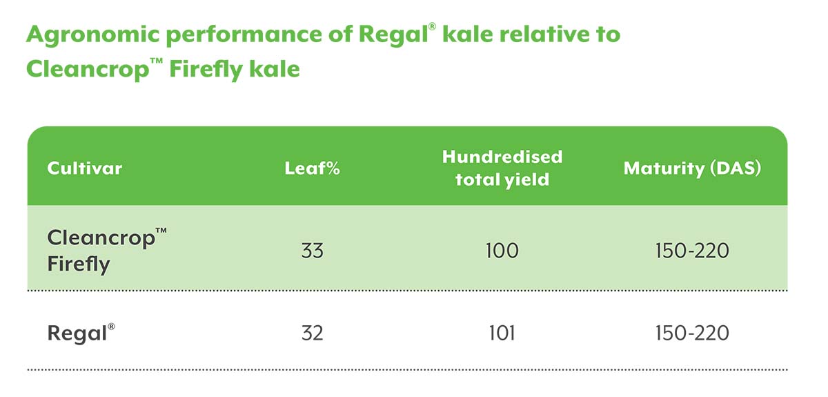 Firefly Kale | PGG Wrightson Seeds | PGG Wrightson Seeds