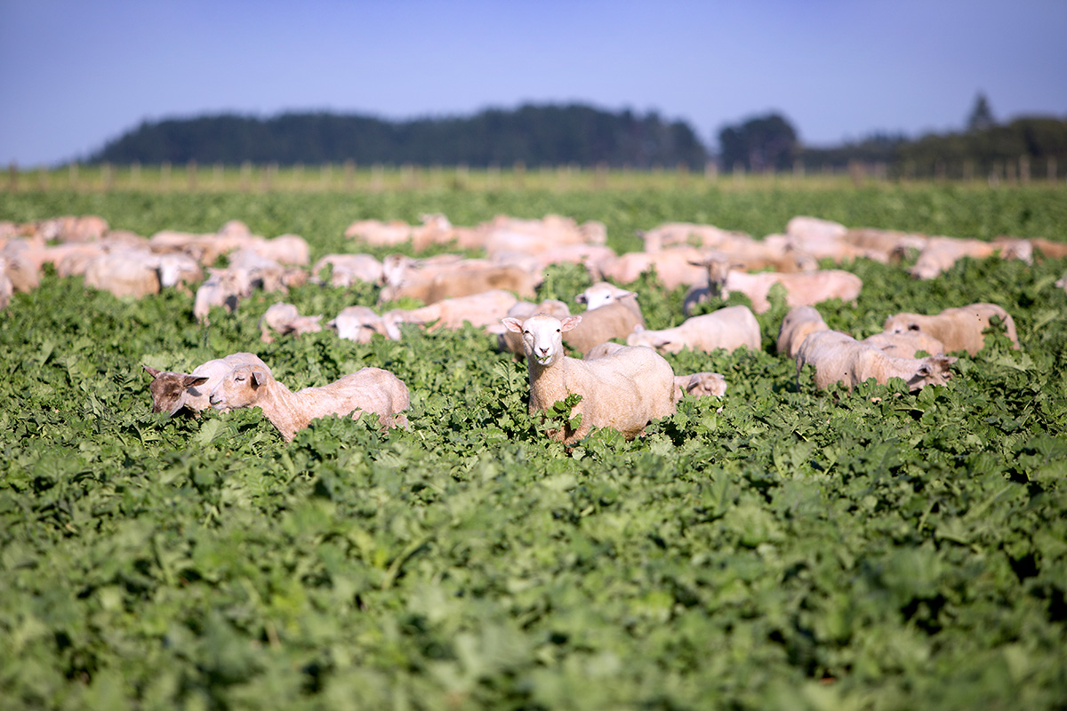 Pallaton Raphno | PGG Wrightson Seeds | PGG Wrightson Seeds