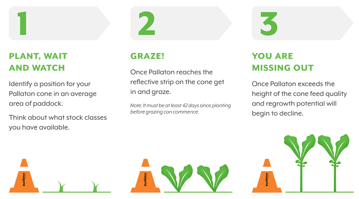 Pallaton Raphno | PGG Wrightson Seeds | PGG Wrightson Seeds