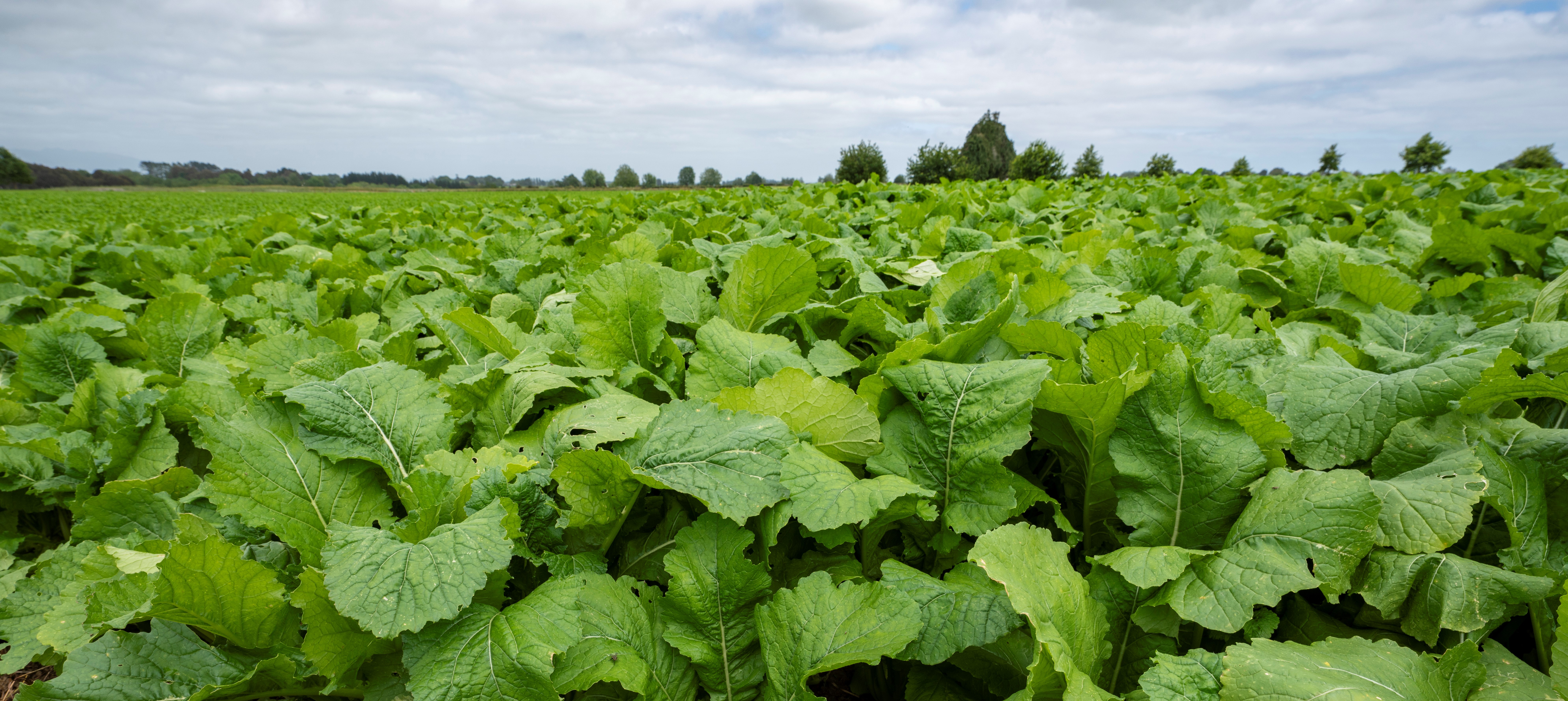 Barkant Turnip | PGG Wrightson Seeds | PGG Wrightson Seeds