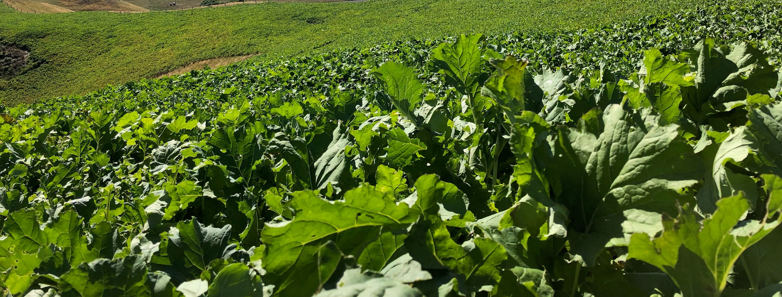 Cleancrop Rape | PGG Wrightson Seeds | PGG Wrightson Seeds