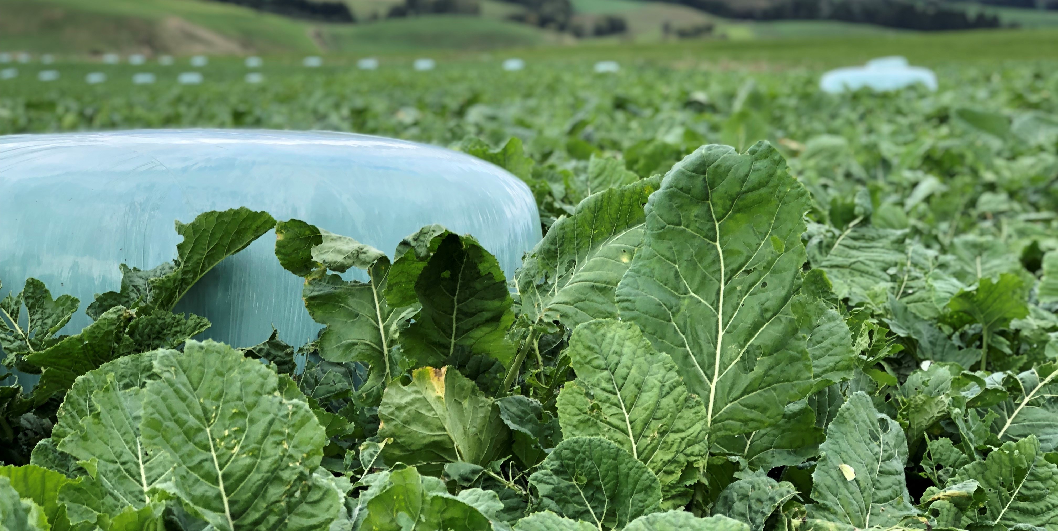 Gruner Kale | PGG Wrightson Seeds | PGG Wrightson Seeds