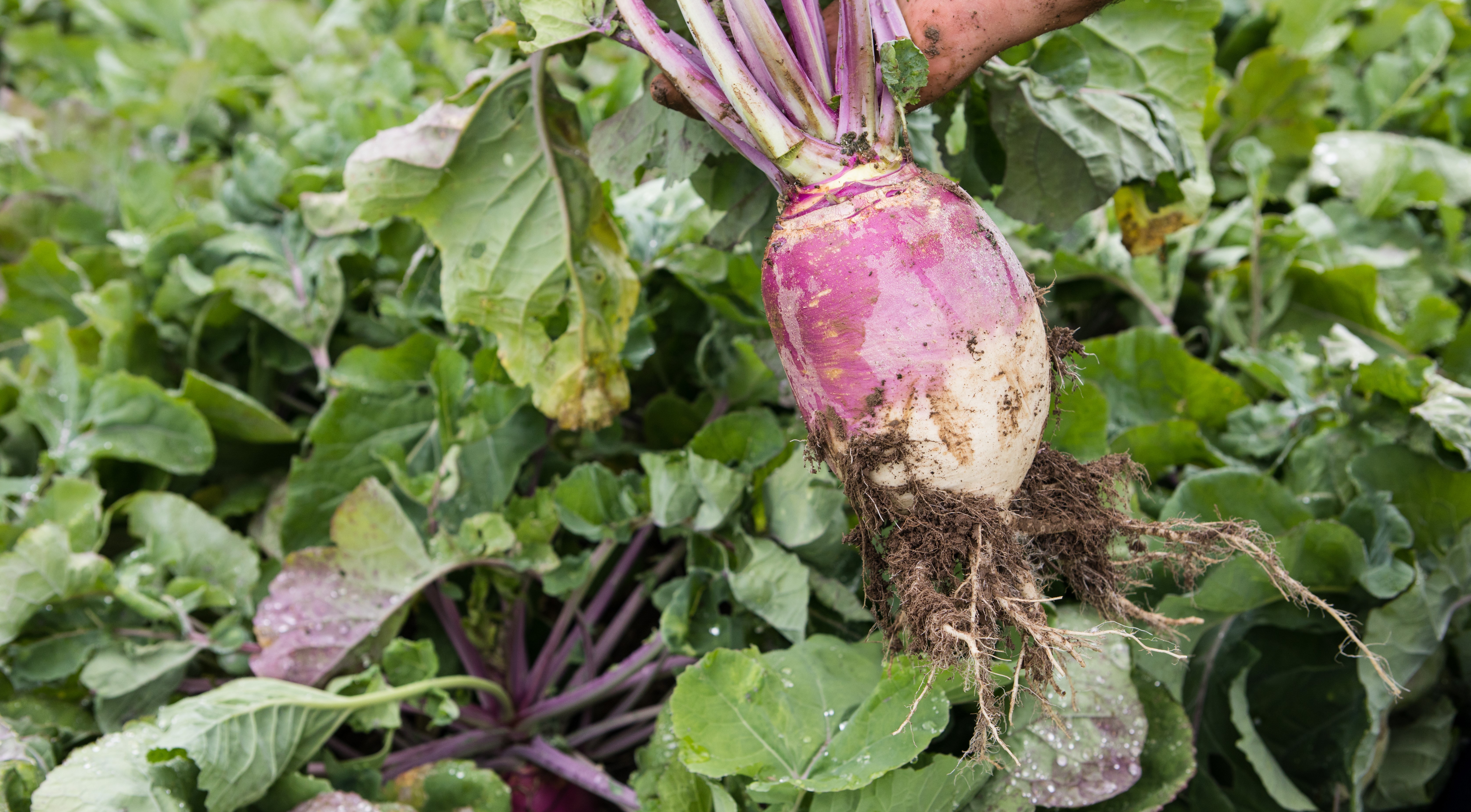 Major Plus Swede | PGG Wrightson Seeds | PGG Wrightson Seeds